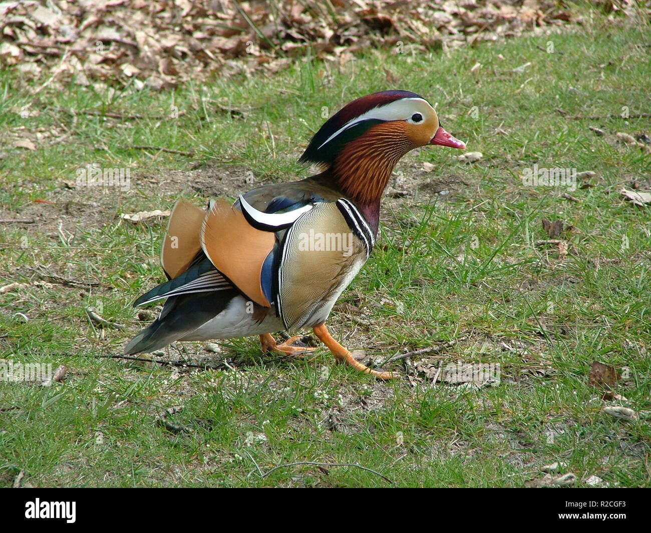 Odd birds hi-res stock photography and images - Alamy