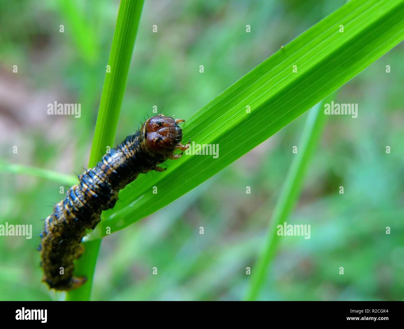 The very hungry caterpillar hi-res stock photography and images - Alamy