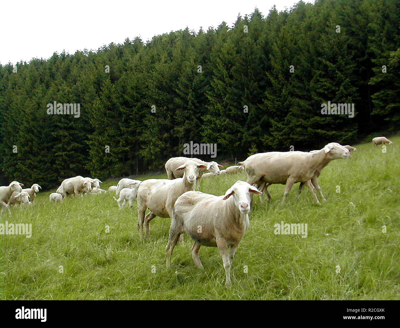 flock of sheep Stock Photo - Alamy