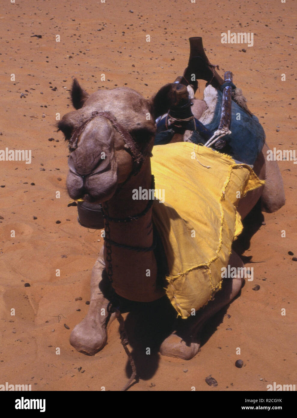 Camel taxi hi-res stock photography and images - Alamy