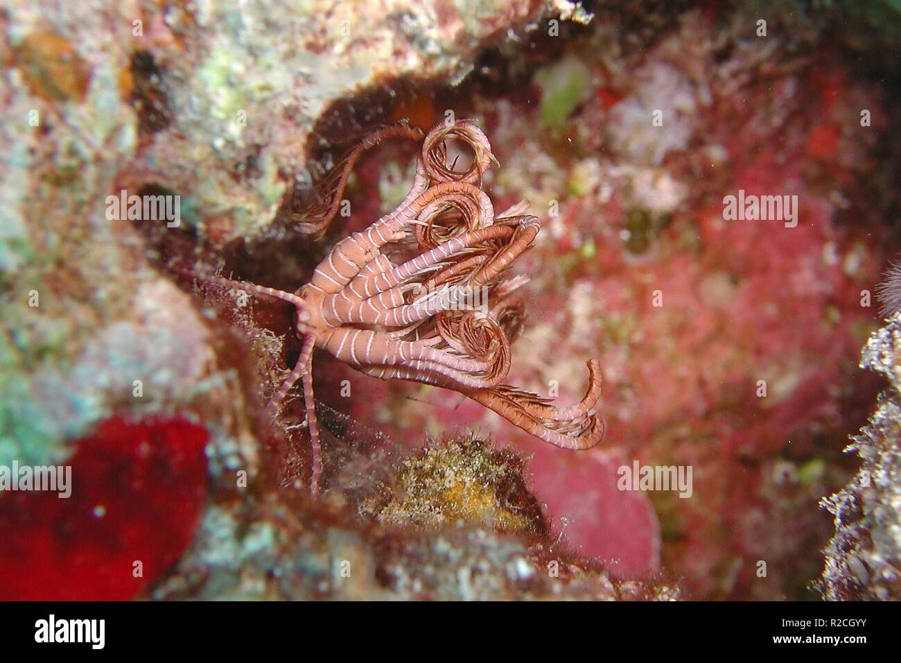 Egypt red sea feather star hi-res stock photography and images - Alamy