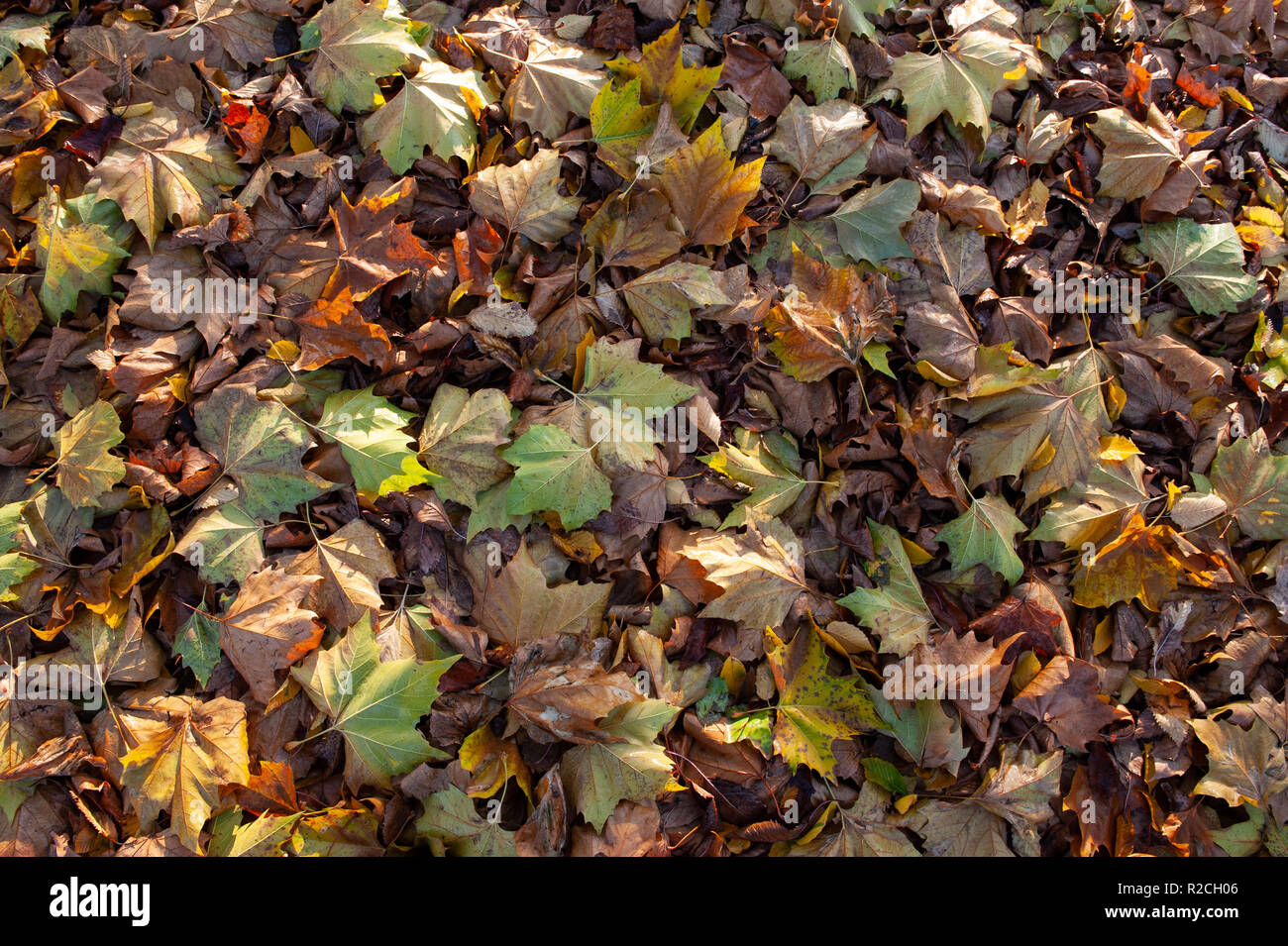 Autumn leaf carpet Stock Photo - Alamy