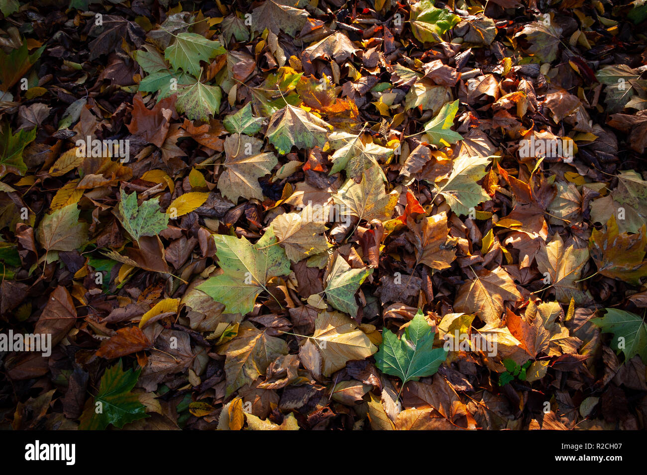 Leafy carpet hi-res stock photography and images - Alamy
