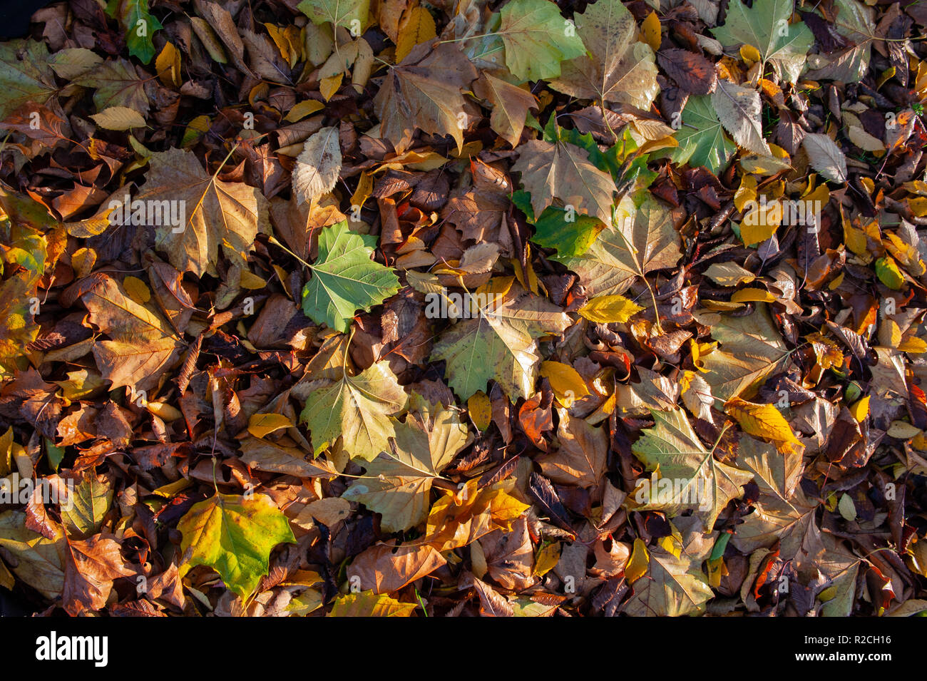 Autumn leaf carpet Stock Photo - Alamy