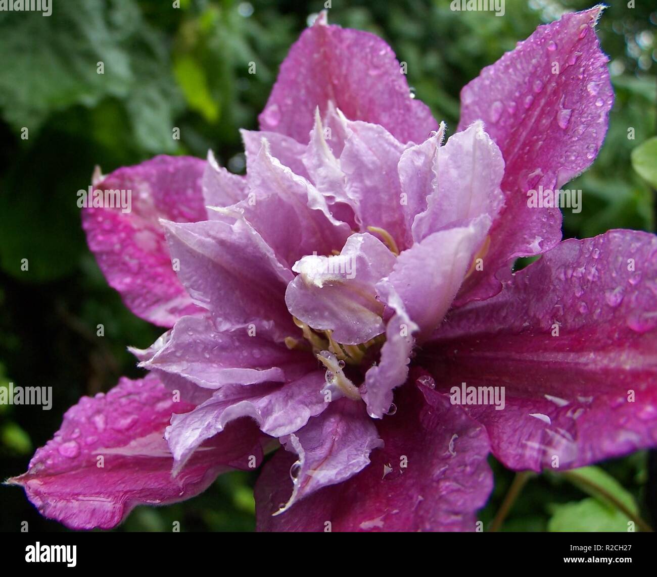 clematis in the rain Stock Photo - Alamy