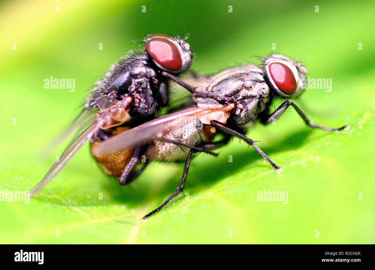 Flying insects mating hi-res stock photography and images - Alamy