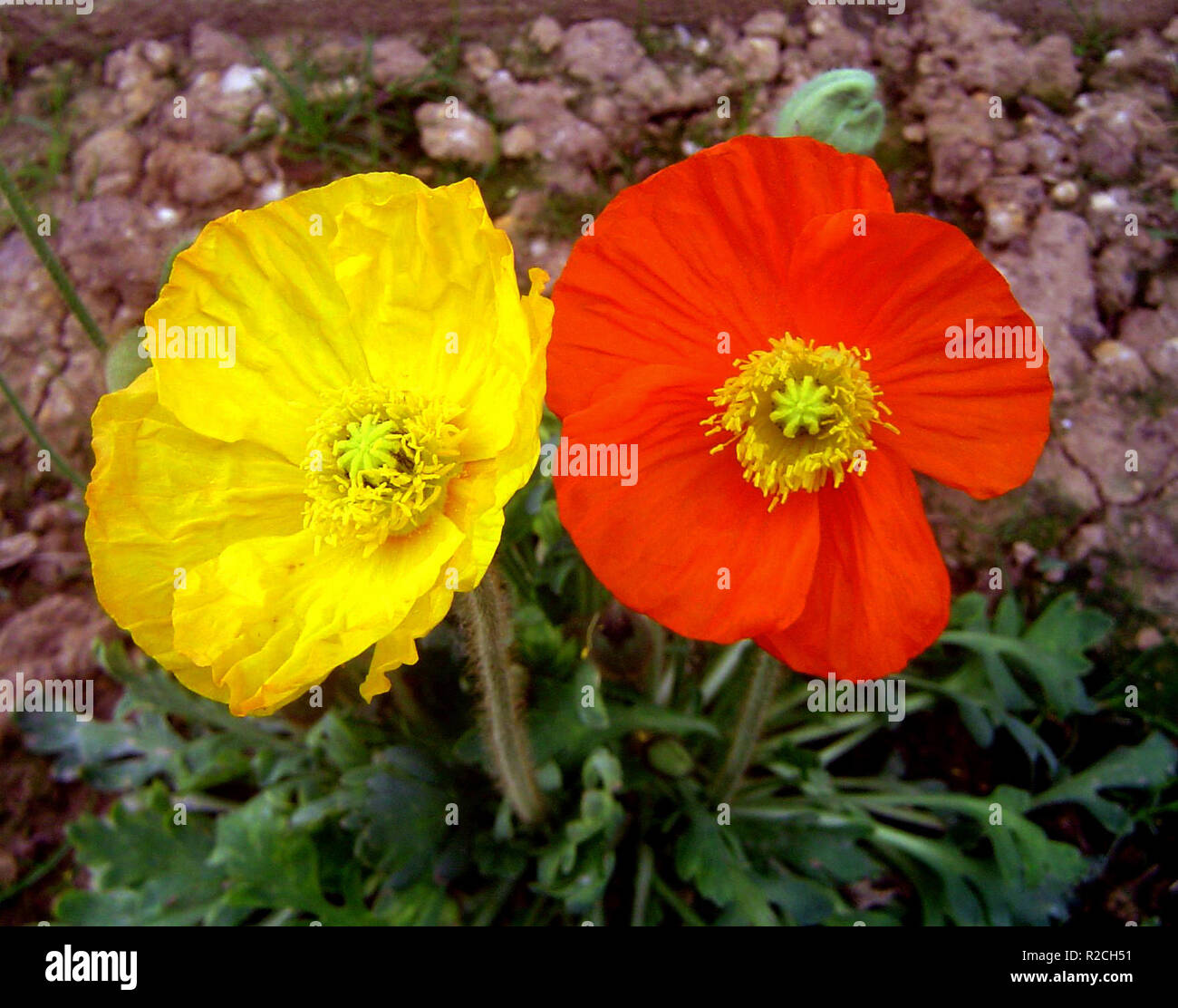 Tiny poppy hi-res stock photography and images - Alamy
