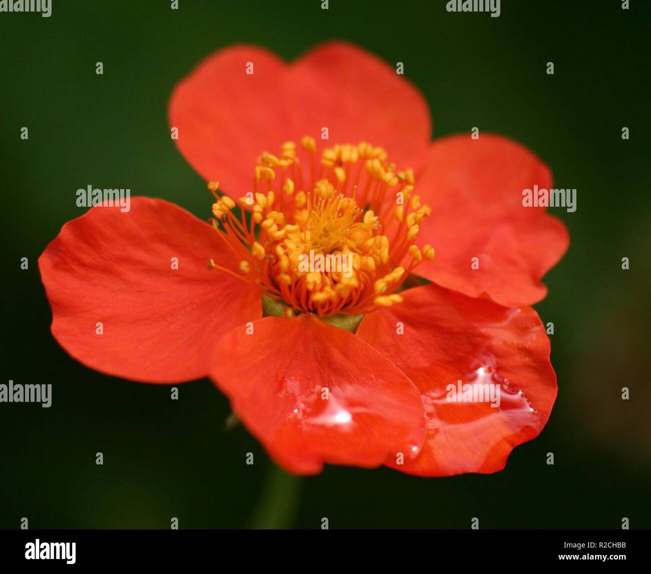 the color orange Stock Photo - Alamy