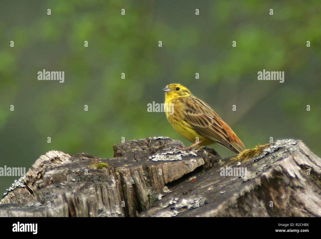 Goldammer High Resolution Stock Photography and Images - Alamy