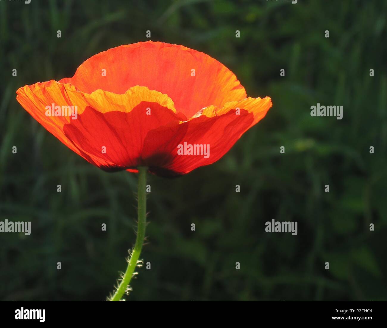 Poppy lights hi-res stock photography and images - Alamy