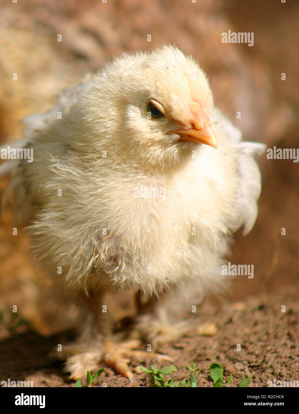 fluffy feather balls Stock Photo - Alamy