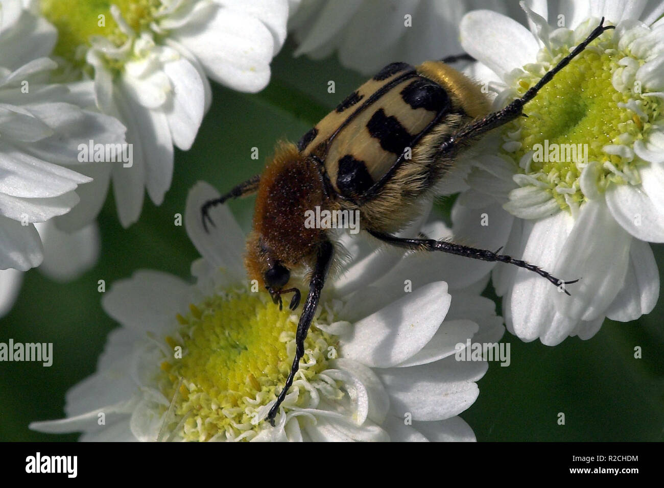 Furry beetle hi-res stock photography and images - Alamy