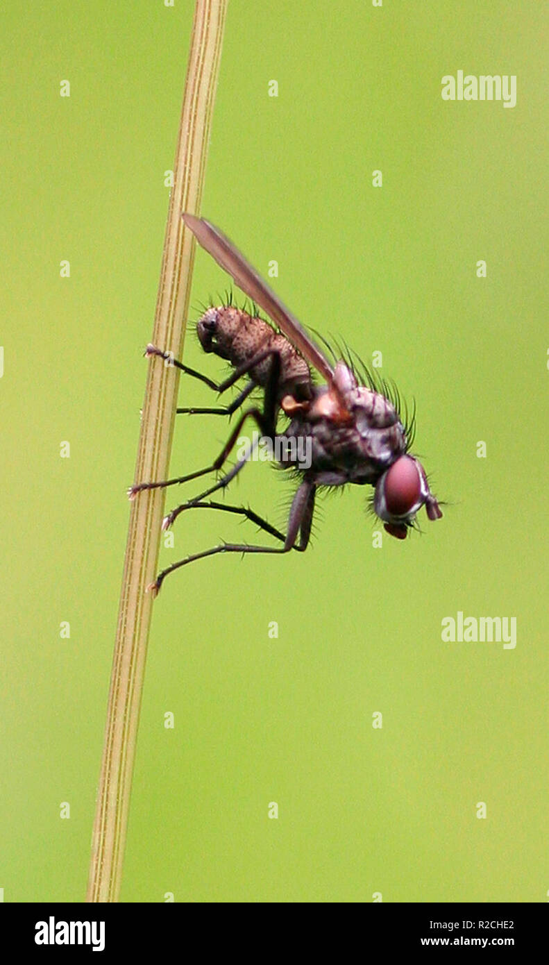 Insects side view hi-res stock photography and images - Alamy