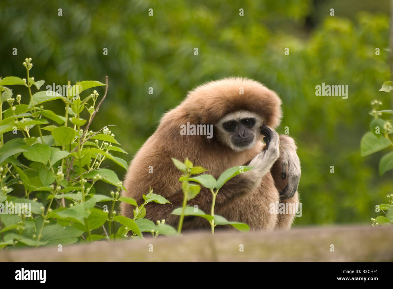 Gibbon Affe Stock Photos & Gibbon Affe Stock Images - Alamy