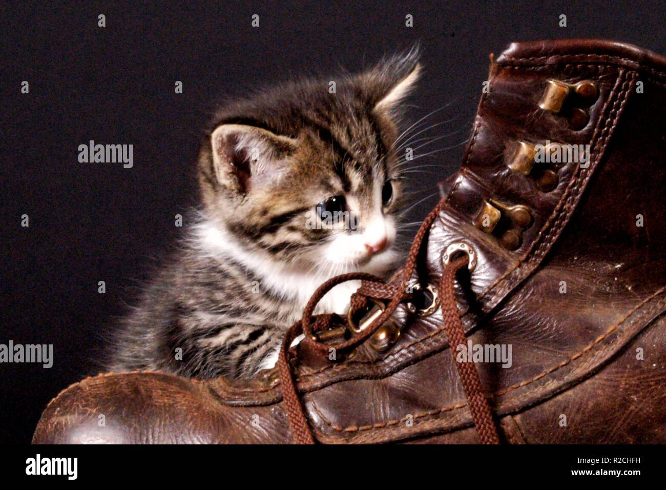 Kitten with boot hi-res stock photography and images - Alamy