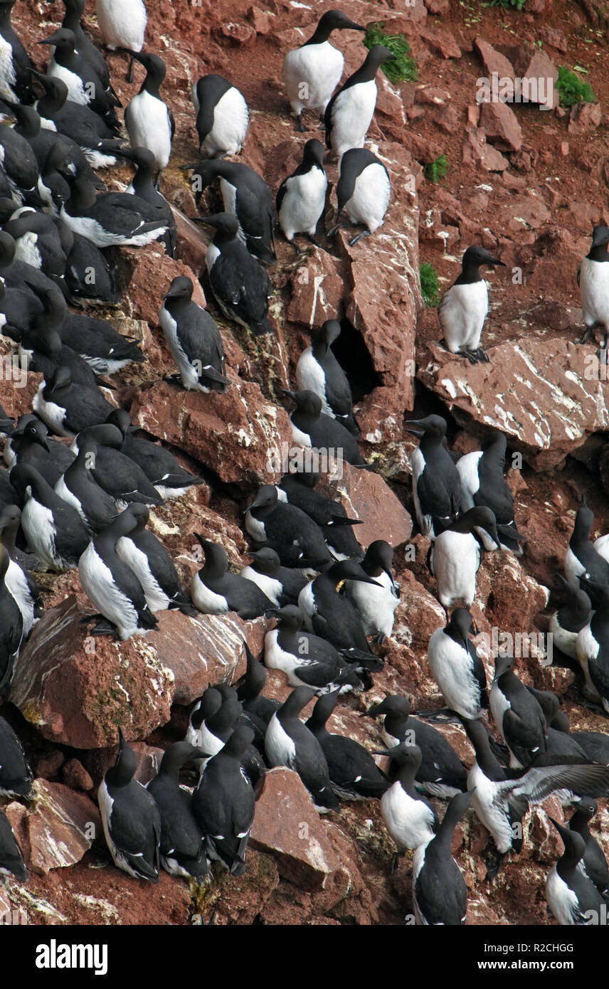 Birds colony on West seashore of Iceland Stock Photo - Alamy