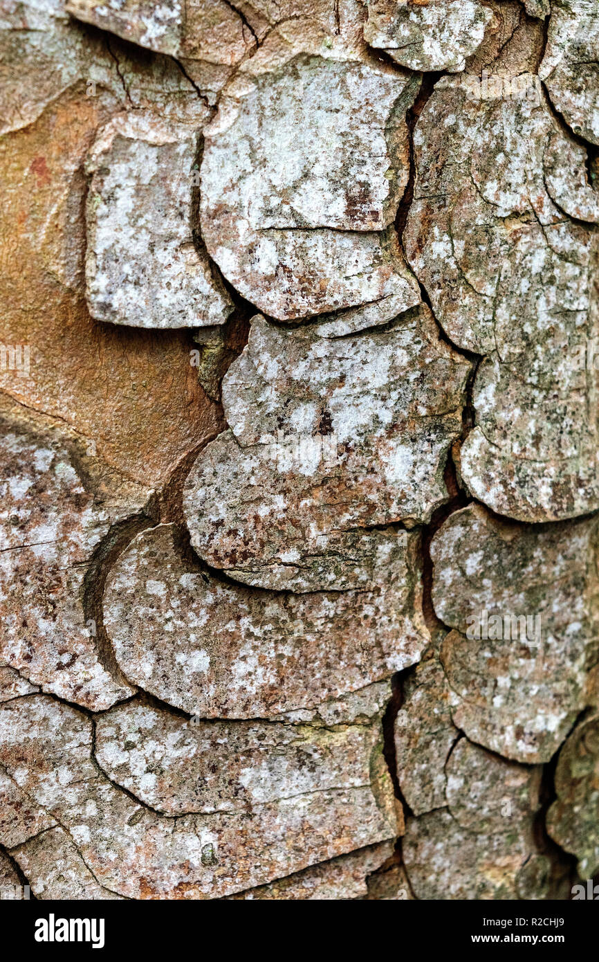 Acer Pseudoplatanus Tree Bark Stock Photo - Alamy