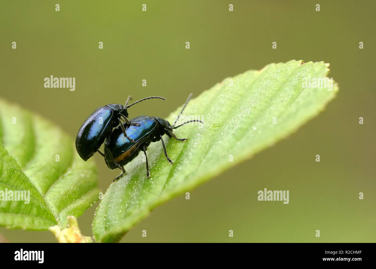 Blue alder leaf beetle hi-res stock photography and images - Alamy