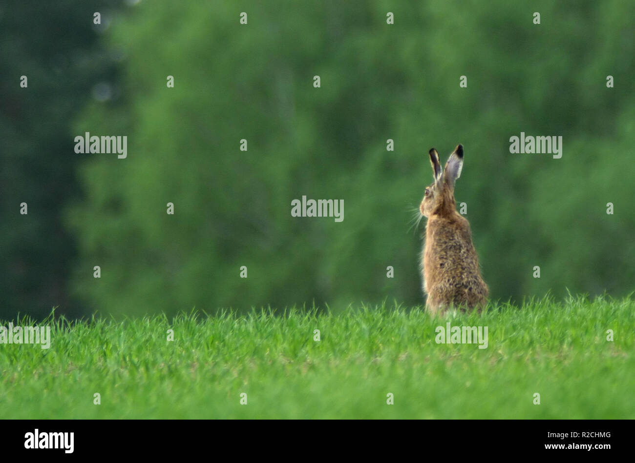 Hare back hi-res stock photography and images - Alamy