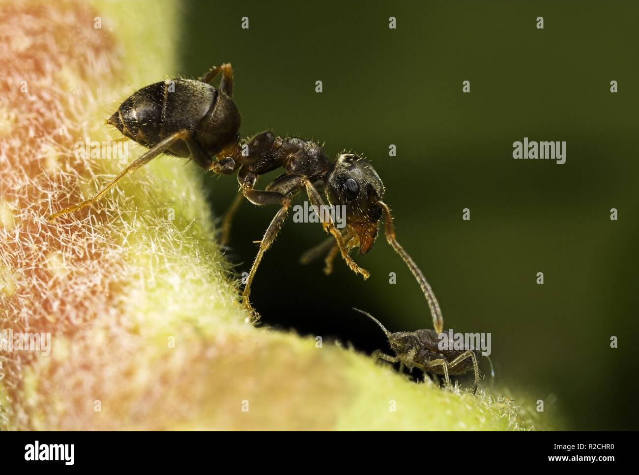 Symbiosis animals hi-res stock photography and images - Alamy