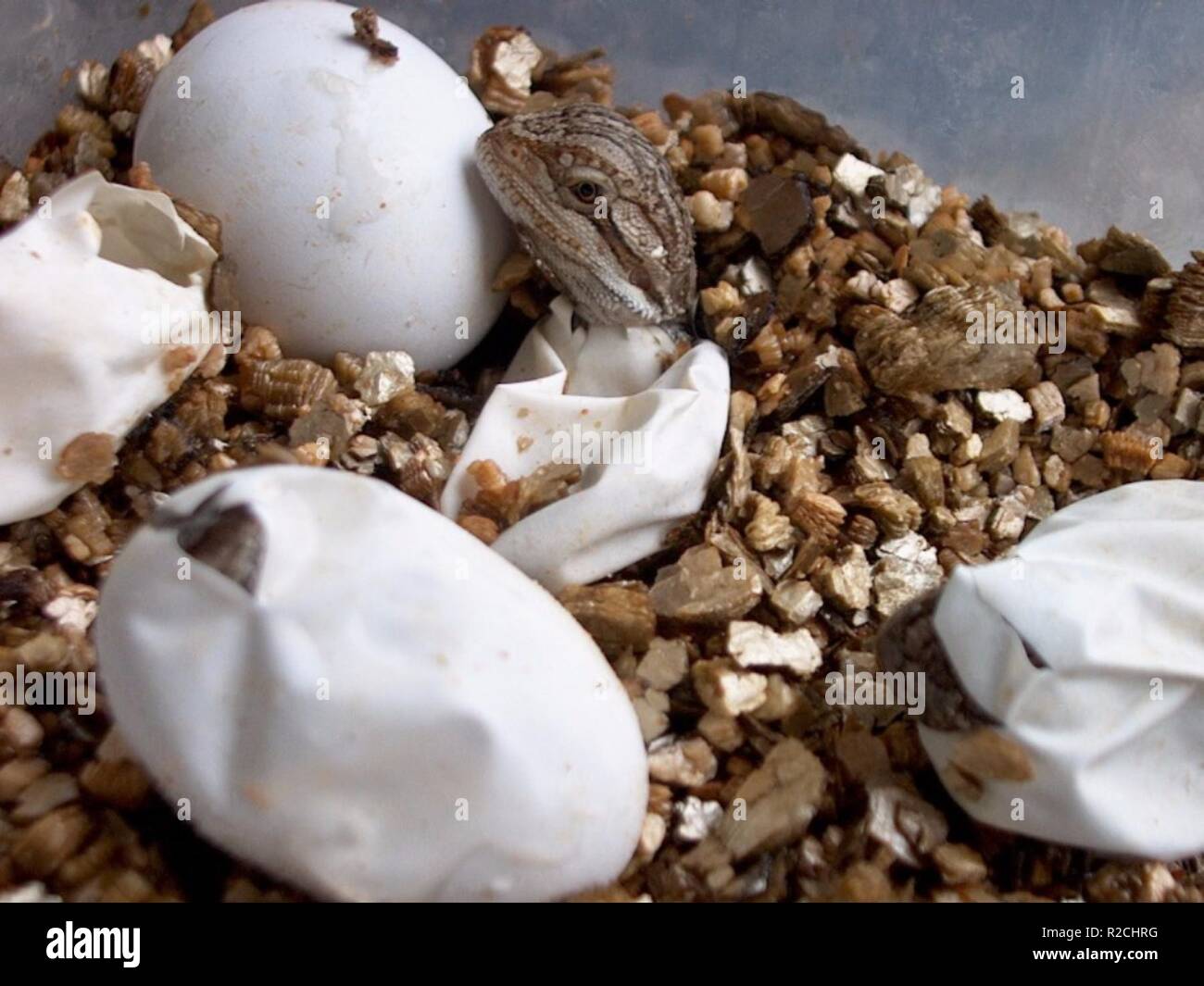 Bearded dragon eggs hi-res stock photography and images - Alamy