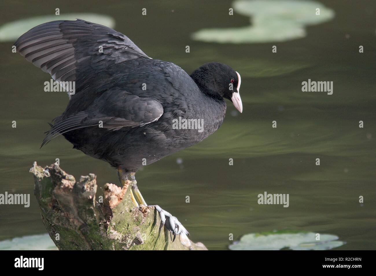 coot on tree stump Stock Photo - Alamy
