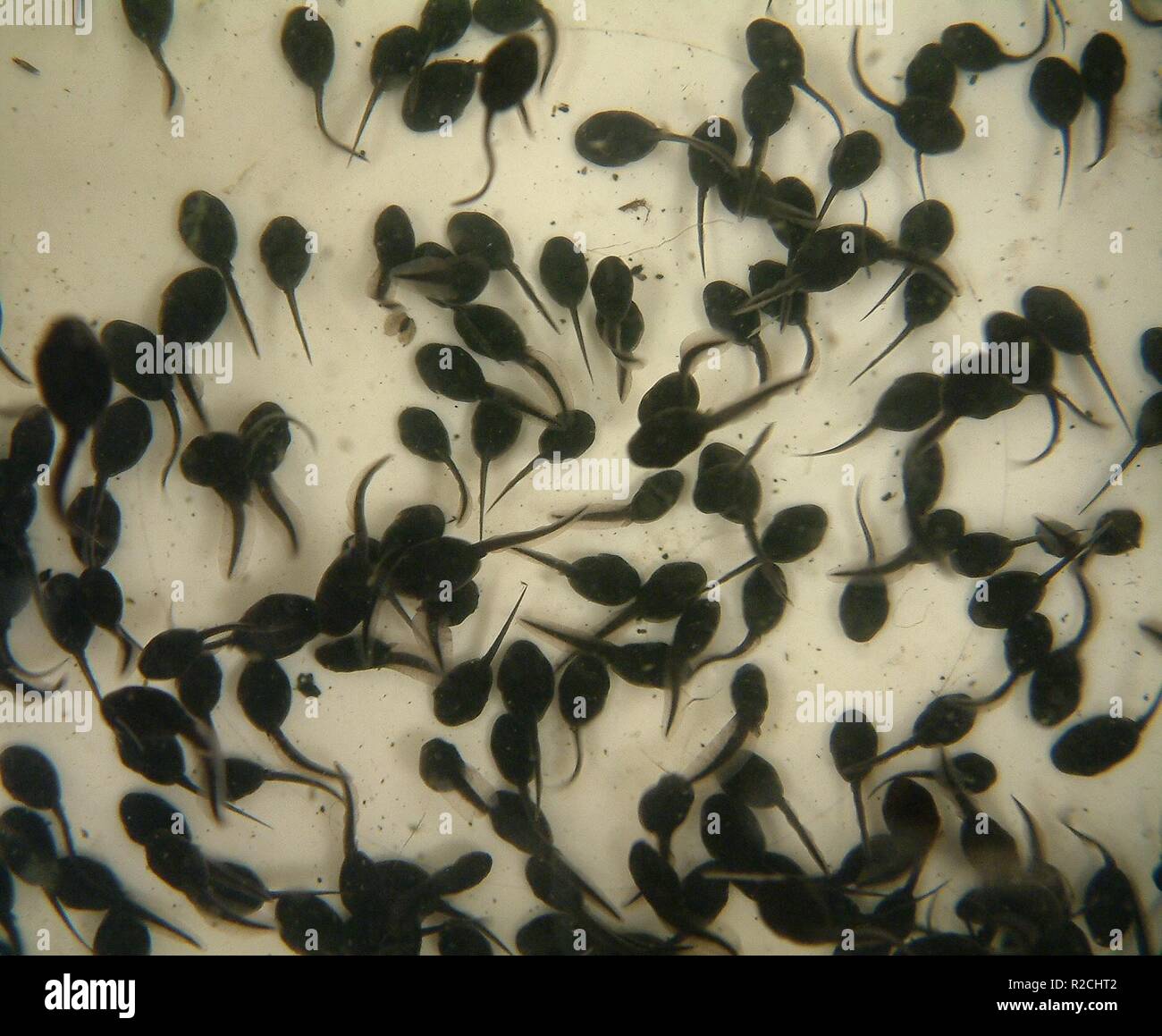 Tadpoles swarm hi-res stock photography and images - Alamy
