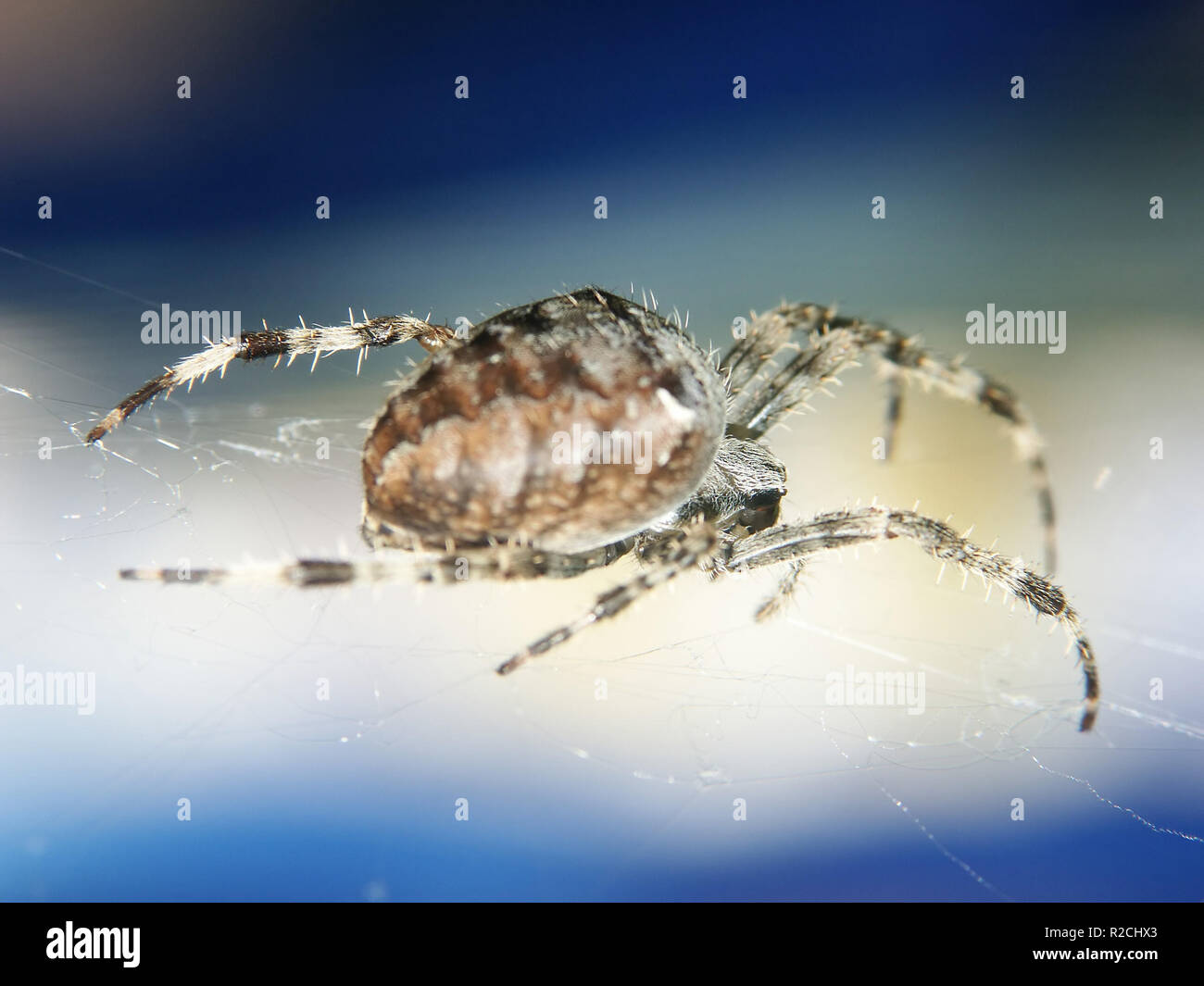 Spider 2 hi-res stock photography and images - Alamy