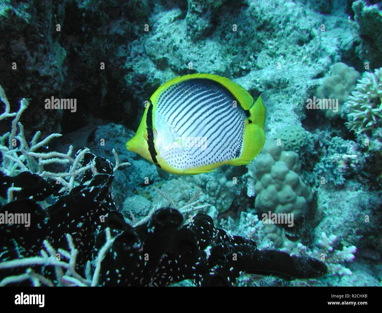 black back butterflyfish Stock Photo - Alamy