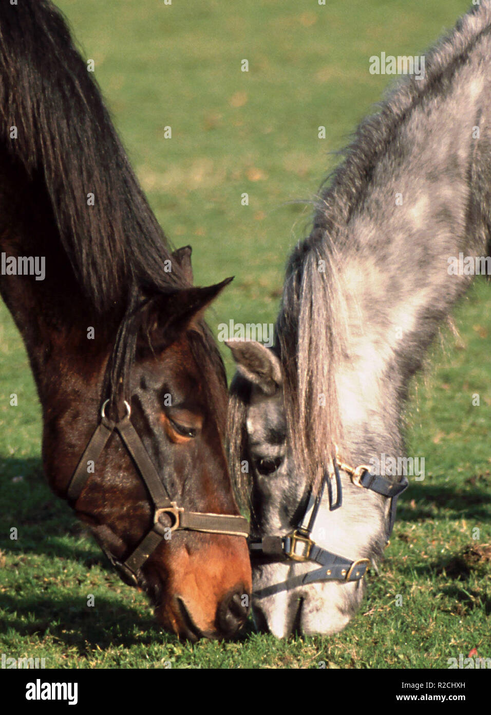 Bullheads hi-res stock photography and images - Alamy
