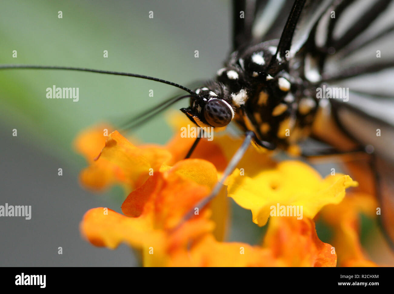 Butterfly eye view compound hi-res stock photography and images - Alamy