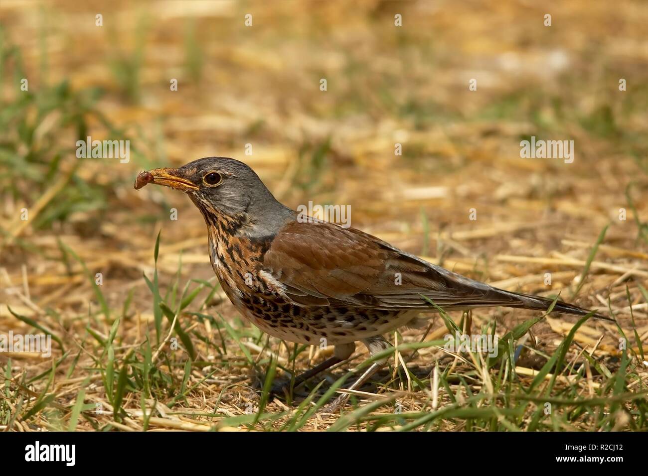 the early bird Stock Photo - Alamy