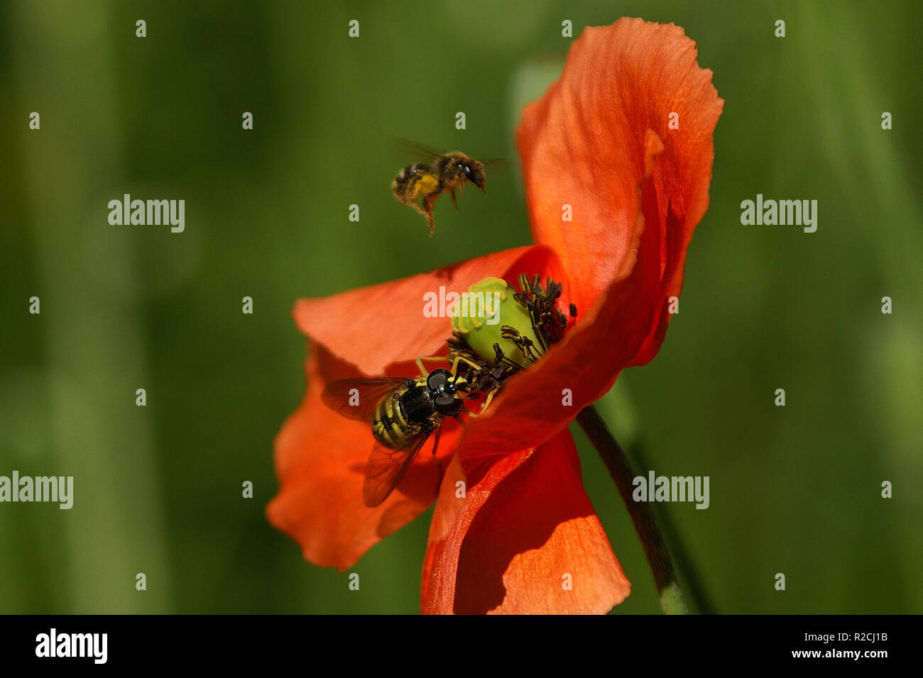 Insect competition hi-res stock photography and images - Alamy