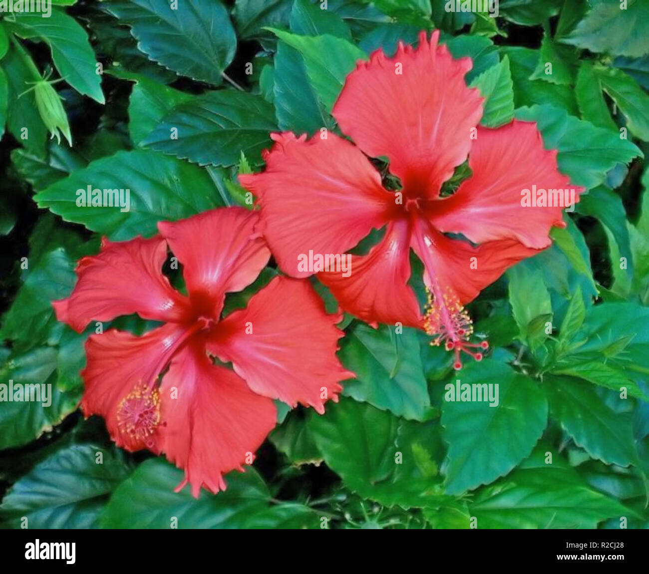 Double bloom red hibiscus flower hi-res stock photography and images ...