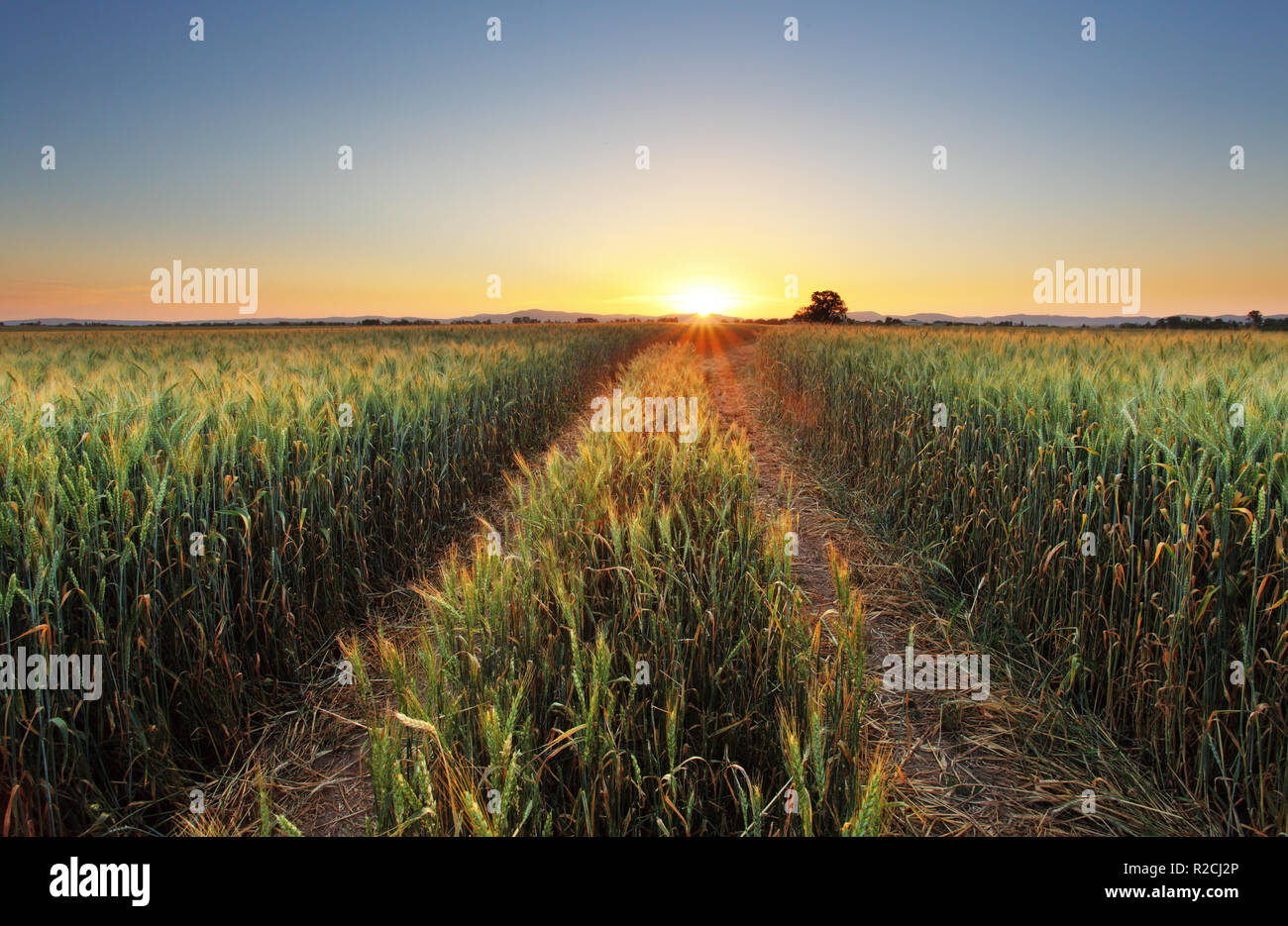 Wheat field with sun Stock Photo - Alamy