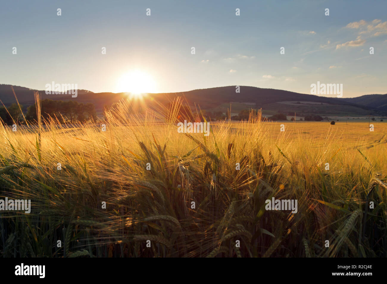 Wheat field with sun Stock Photo - Alamy