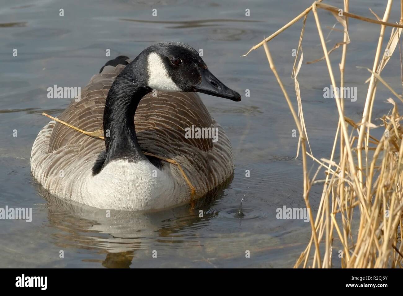 Collecting passion hi-res stock photography and images - Alamy