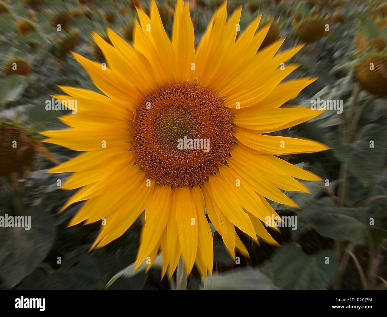 Latecomer hi-res stock photography and images - Alamy