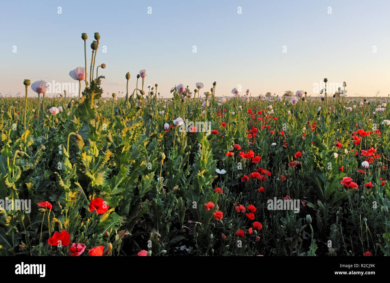 Summer flowers of red and blue wallpaper hi-res stock photography and ...