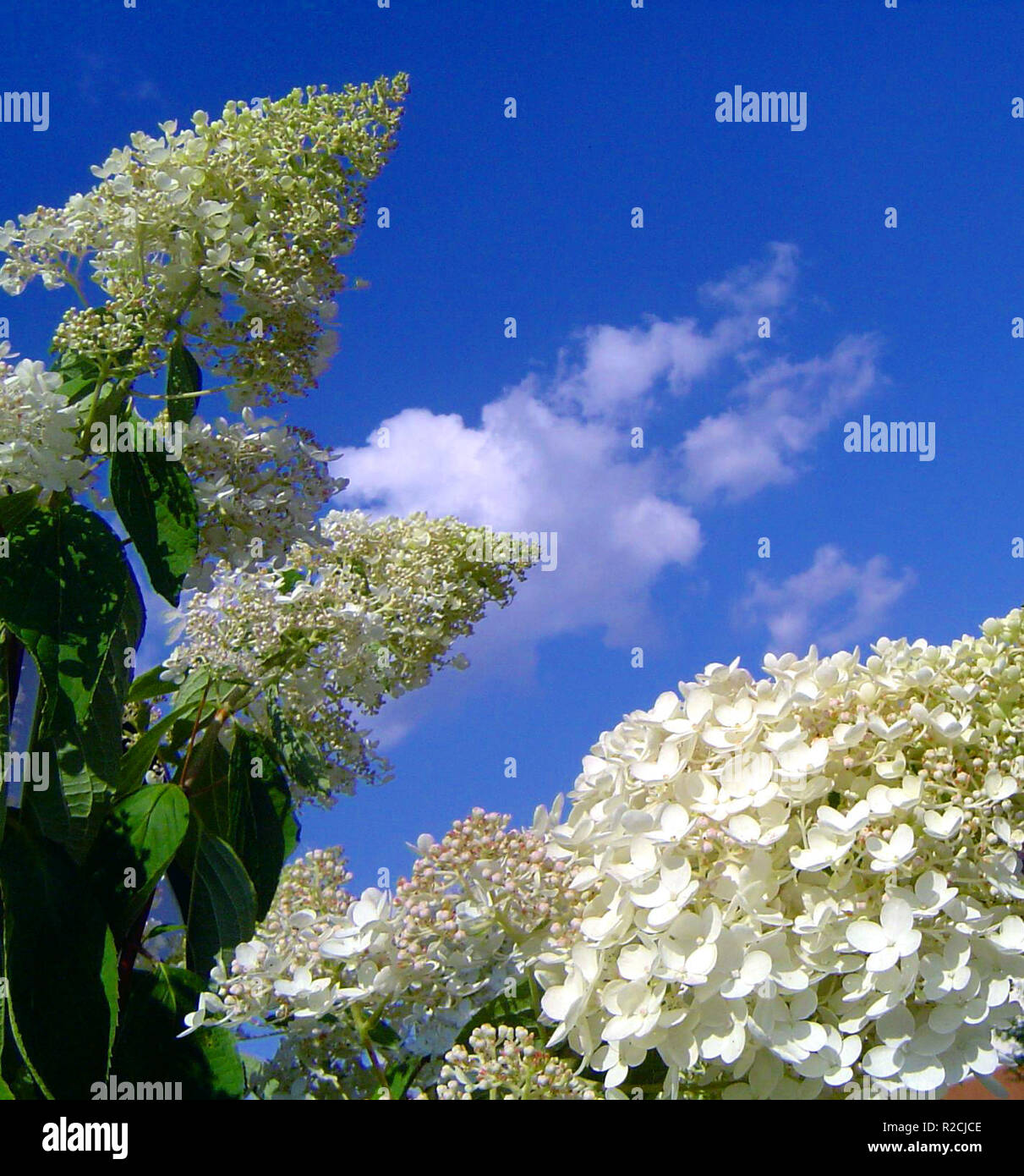 Firmament lilac hi-res stock photography and images - Alamy