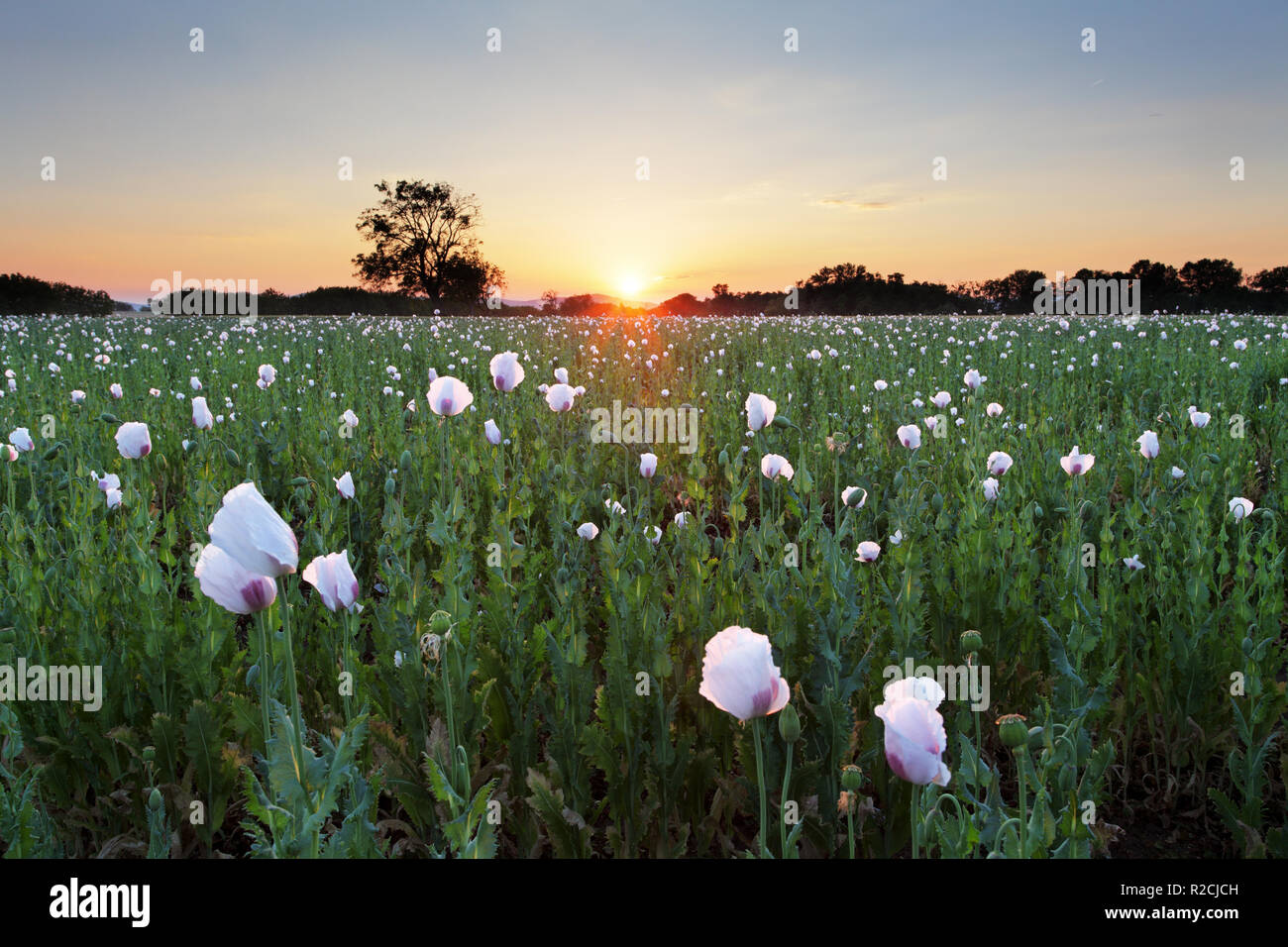 Beautiful red poppies sunset hi-res stock photography and images - Alamy