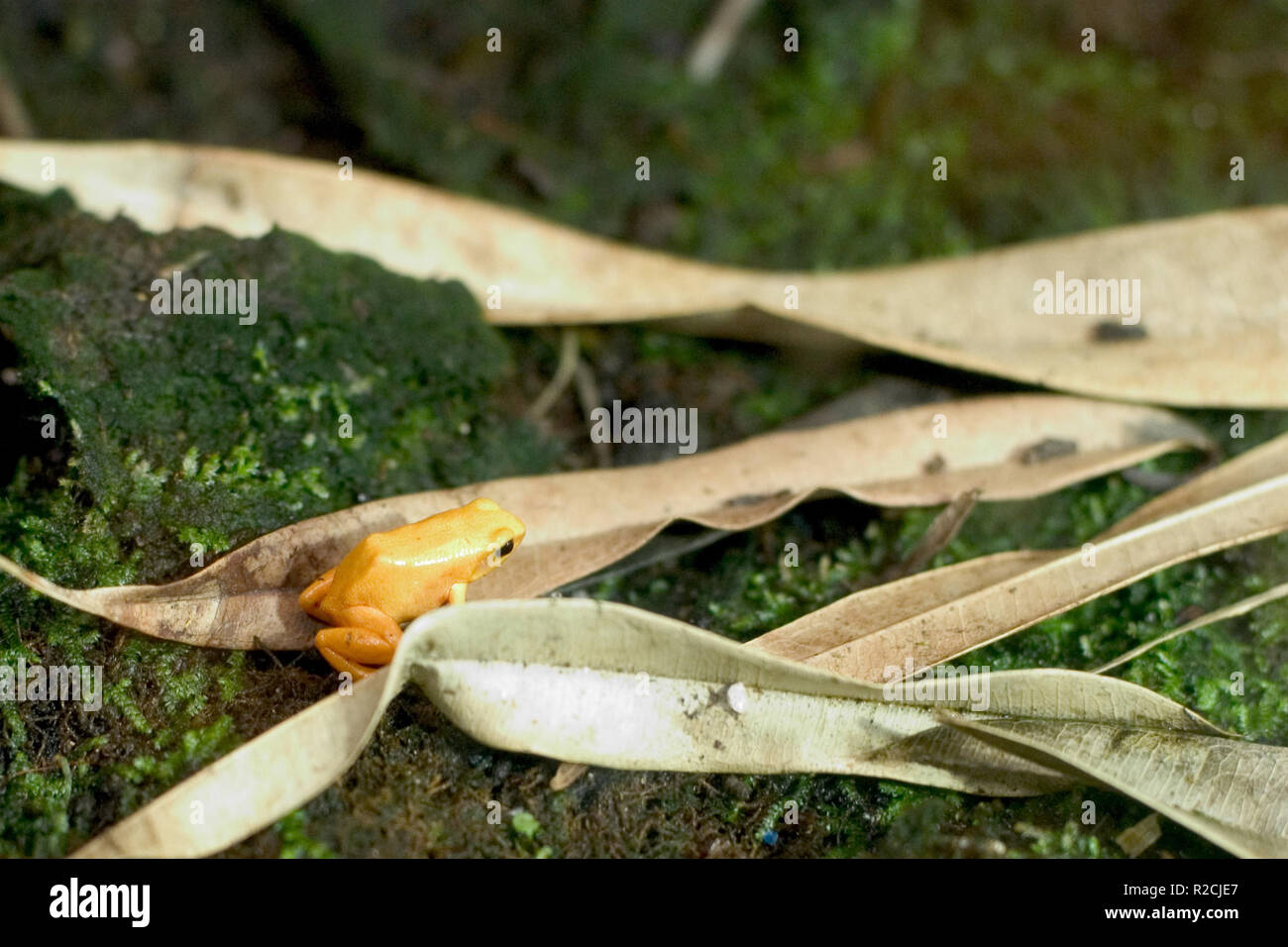 Large green yellow frog hi-res stock photography and images - Alamy