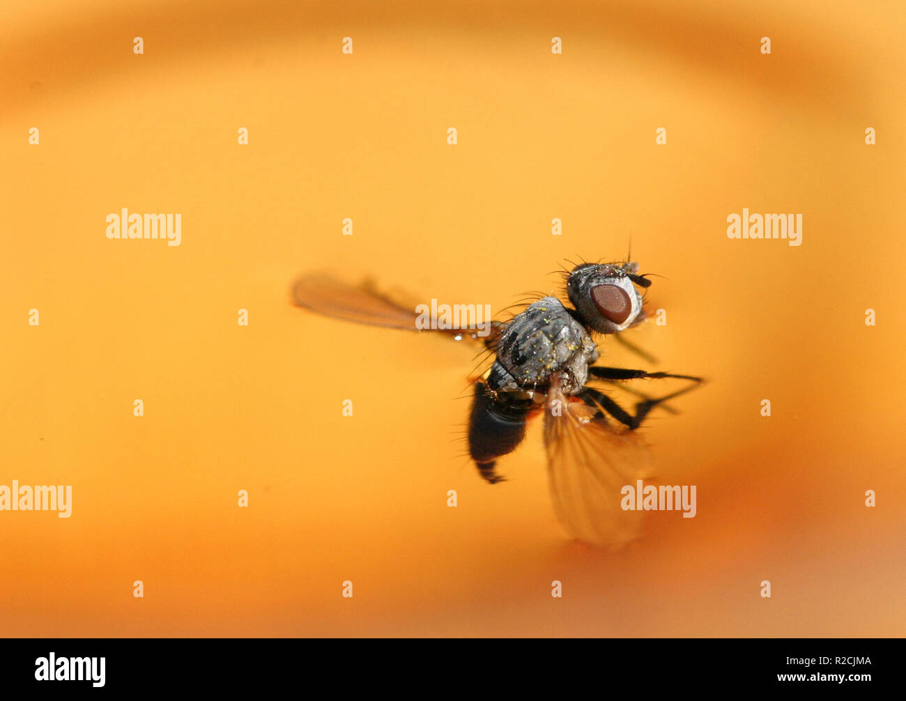 Beer fight hi-res stock photography and images - Alamy