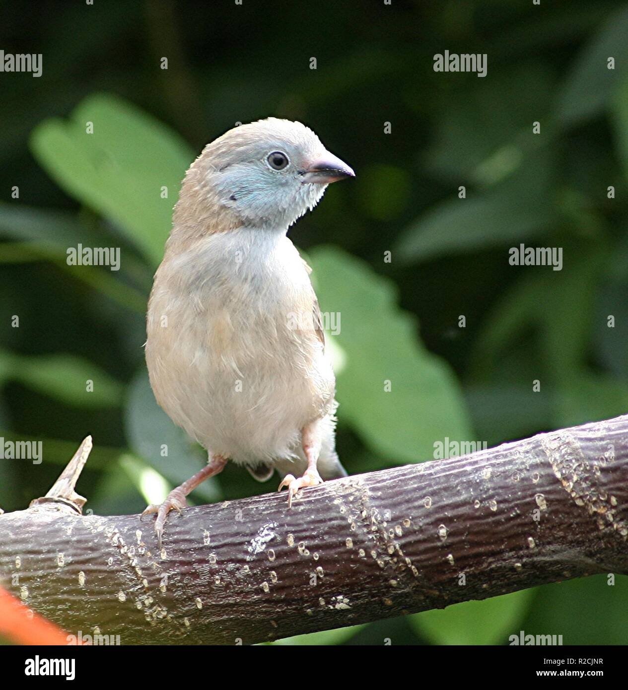 Schmetterlingsfink hi-res stock photography and images - Alamy