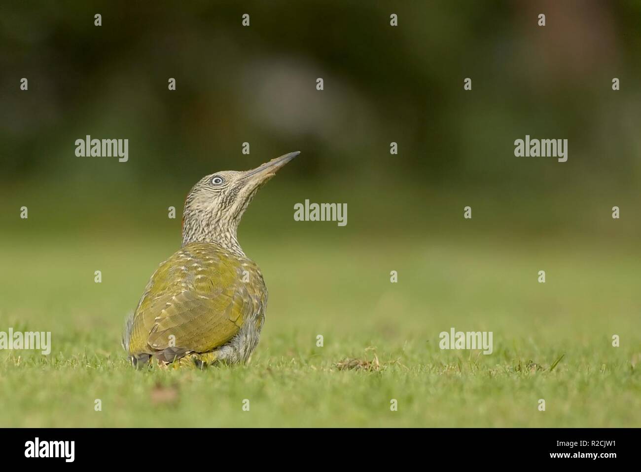 Please first hi-res stock photography and images - Alamy