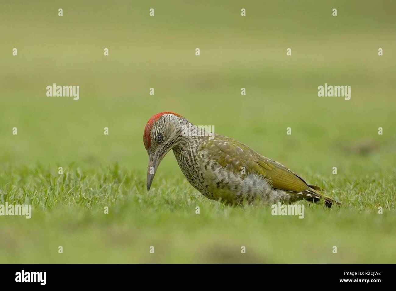 Second step hi-res stock photography and images - Alamy