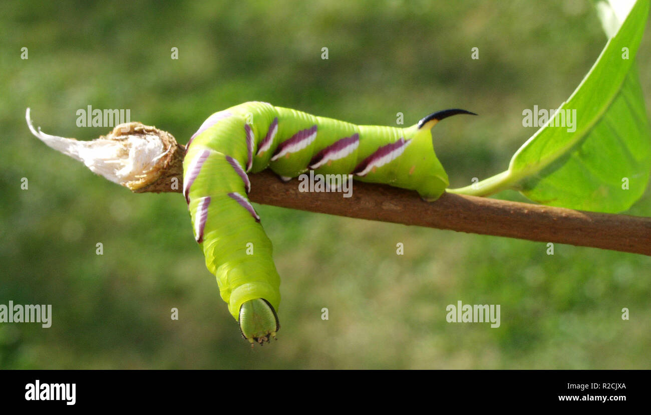 Upps hi-res stock photography and images - Alamy