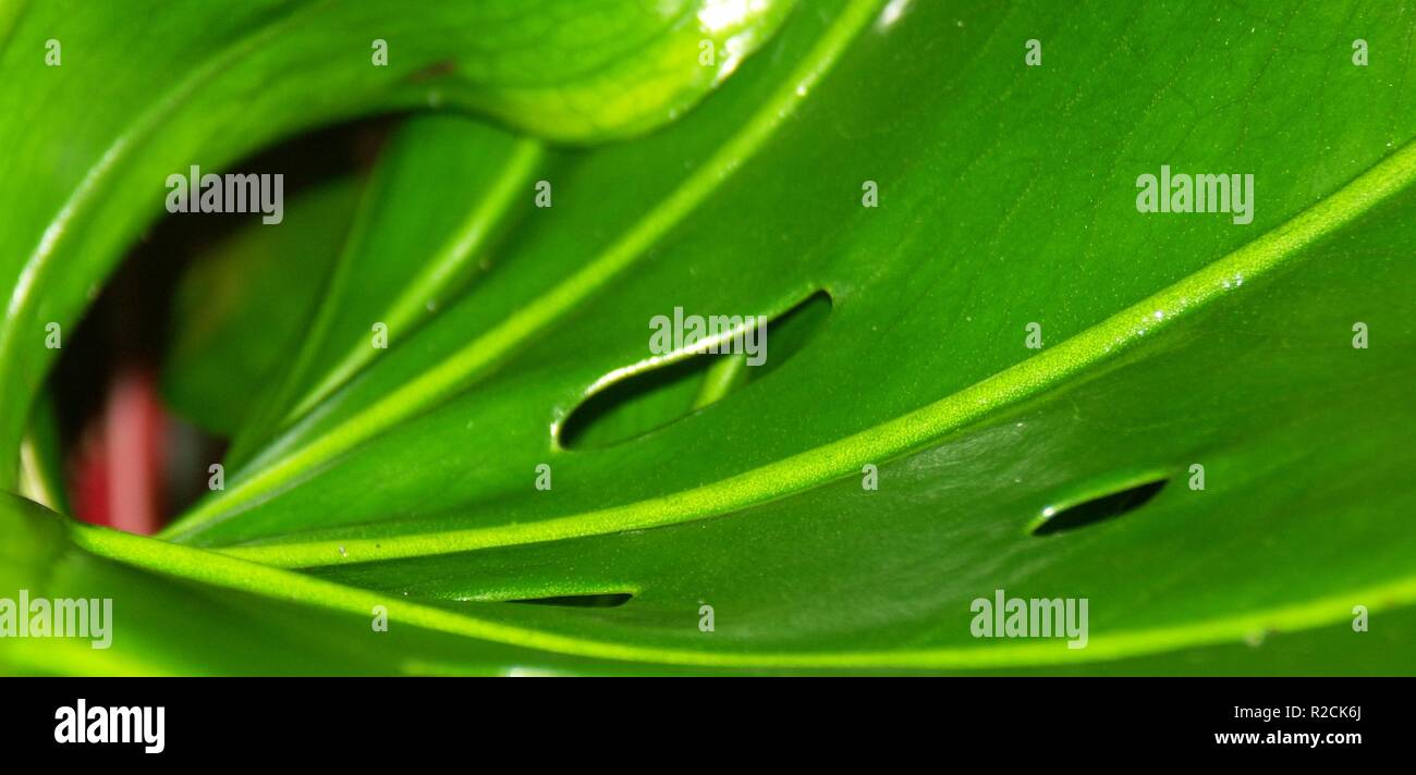 Perforated leaf hi-res stock photography and images - Alamy