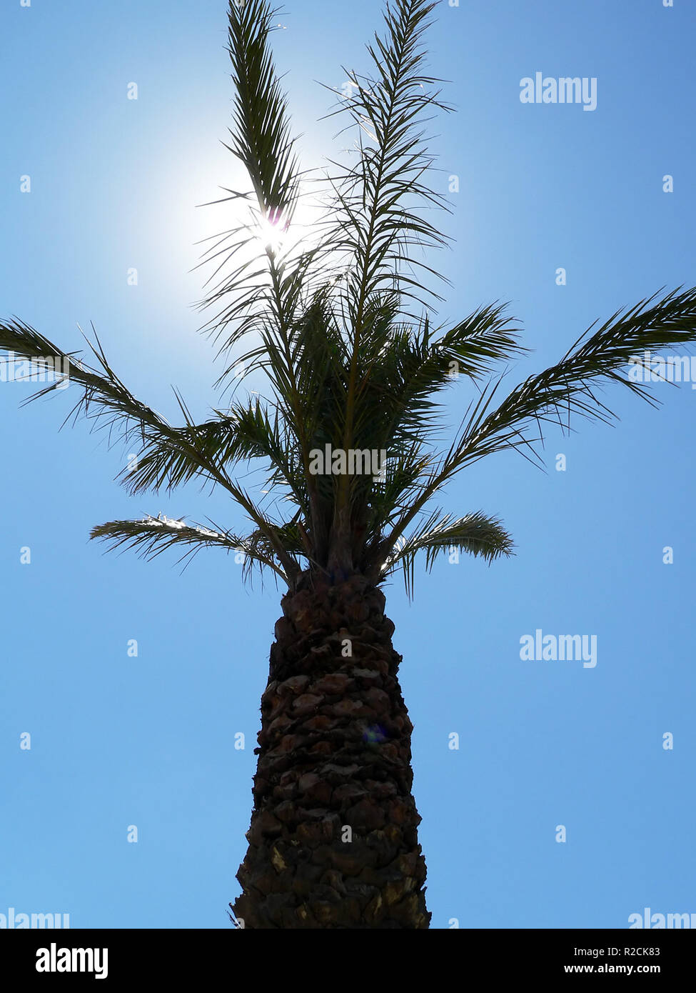 Palmenbla hi-res stock photography and images - Alamy