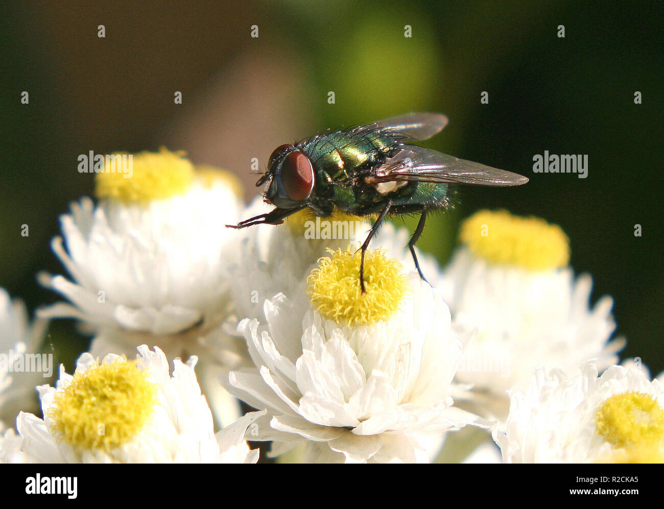 Goldfliege hi-res stock photography and images - Alamy